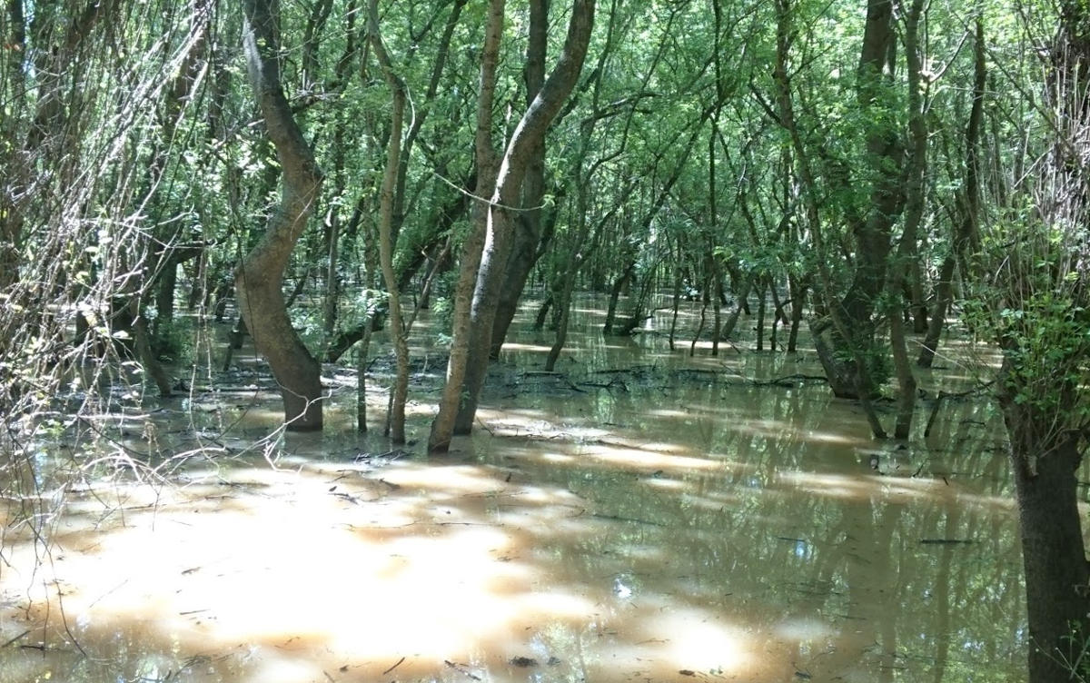 Заповідник “Балтата”, Албена. Готелі поруч, фото, відео, як добратися ...